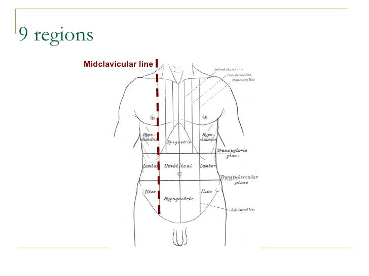 Principles of abdominal anatomy