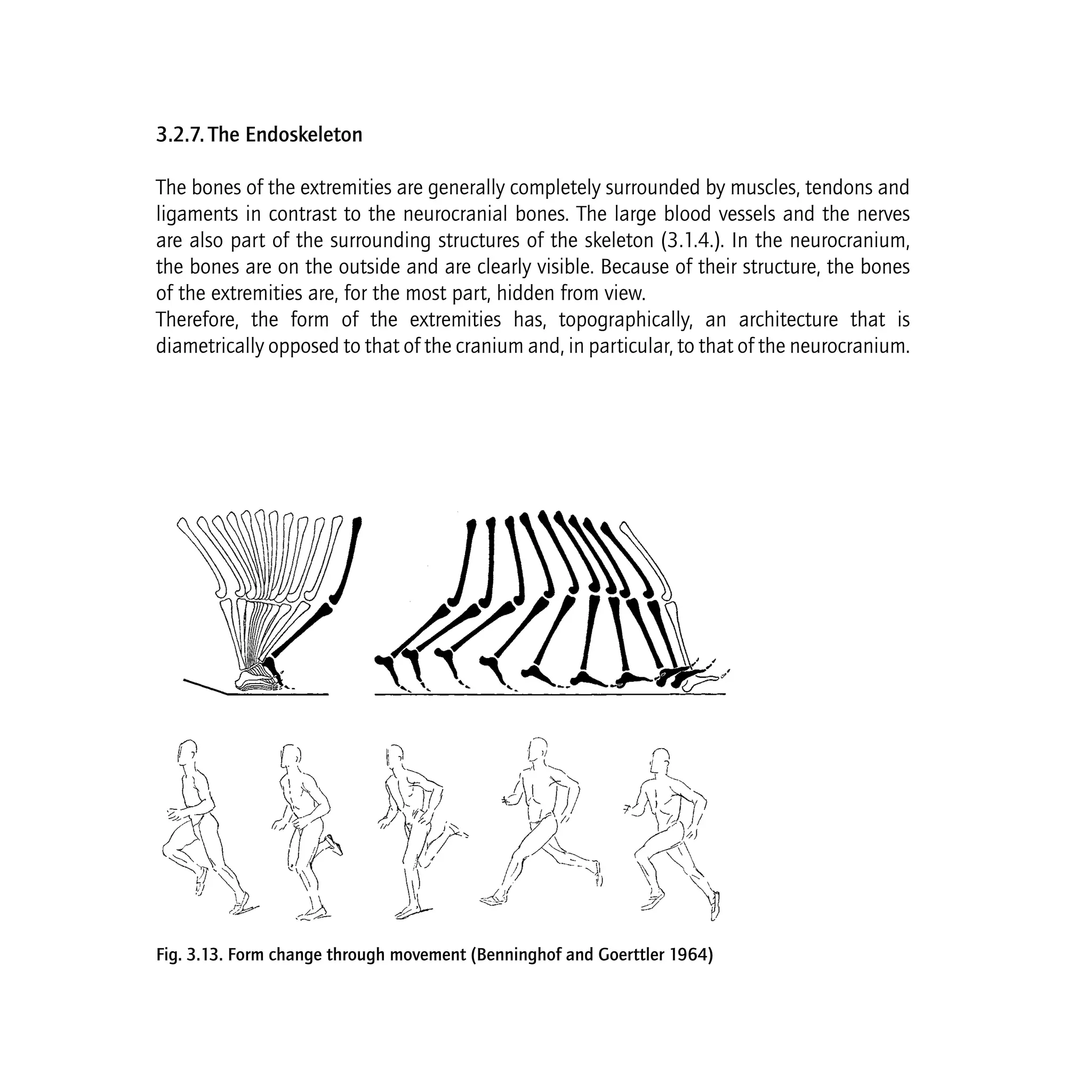 Anatomy human morphology from a phenomenological point of view | PDF ...