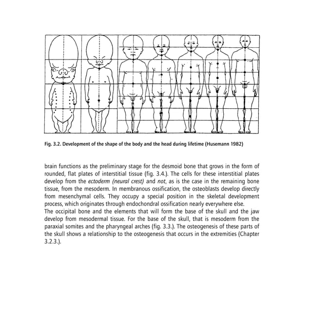 Anatomy human morphology from a phenomenological point of view | PDF ...