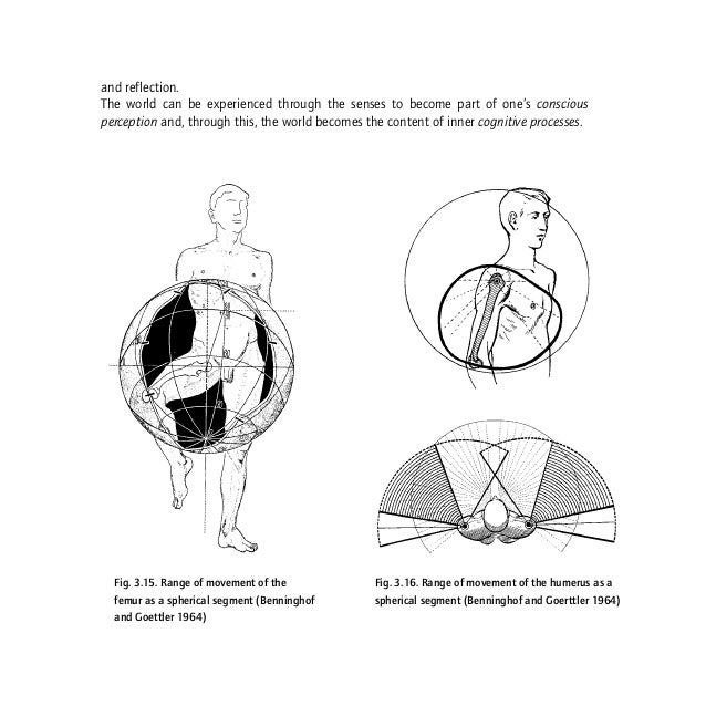 Anatomy human morphology from a phenomenological point of view