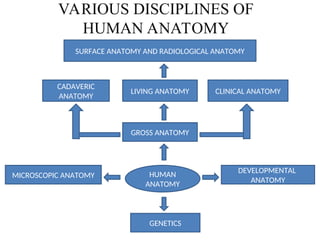 ANATOMY- introduction.ppt this is about the dental | PPT