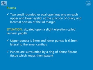 Anatomy -Lacrimal Apparatus.pptx