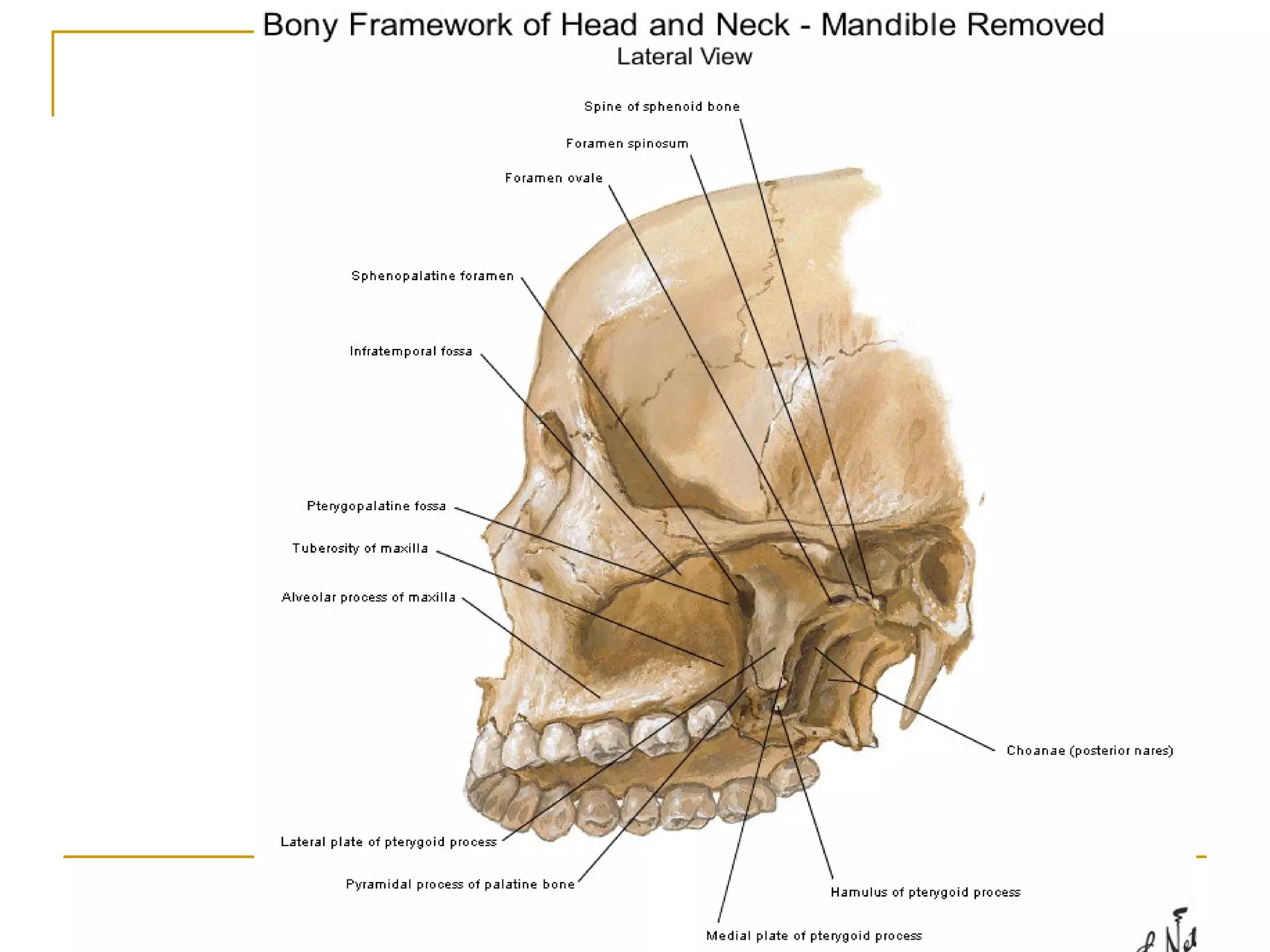 Anatomy Lect 3 Head & Neck | PPT