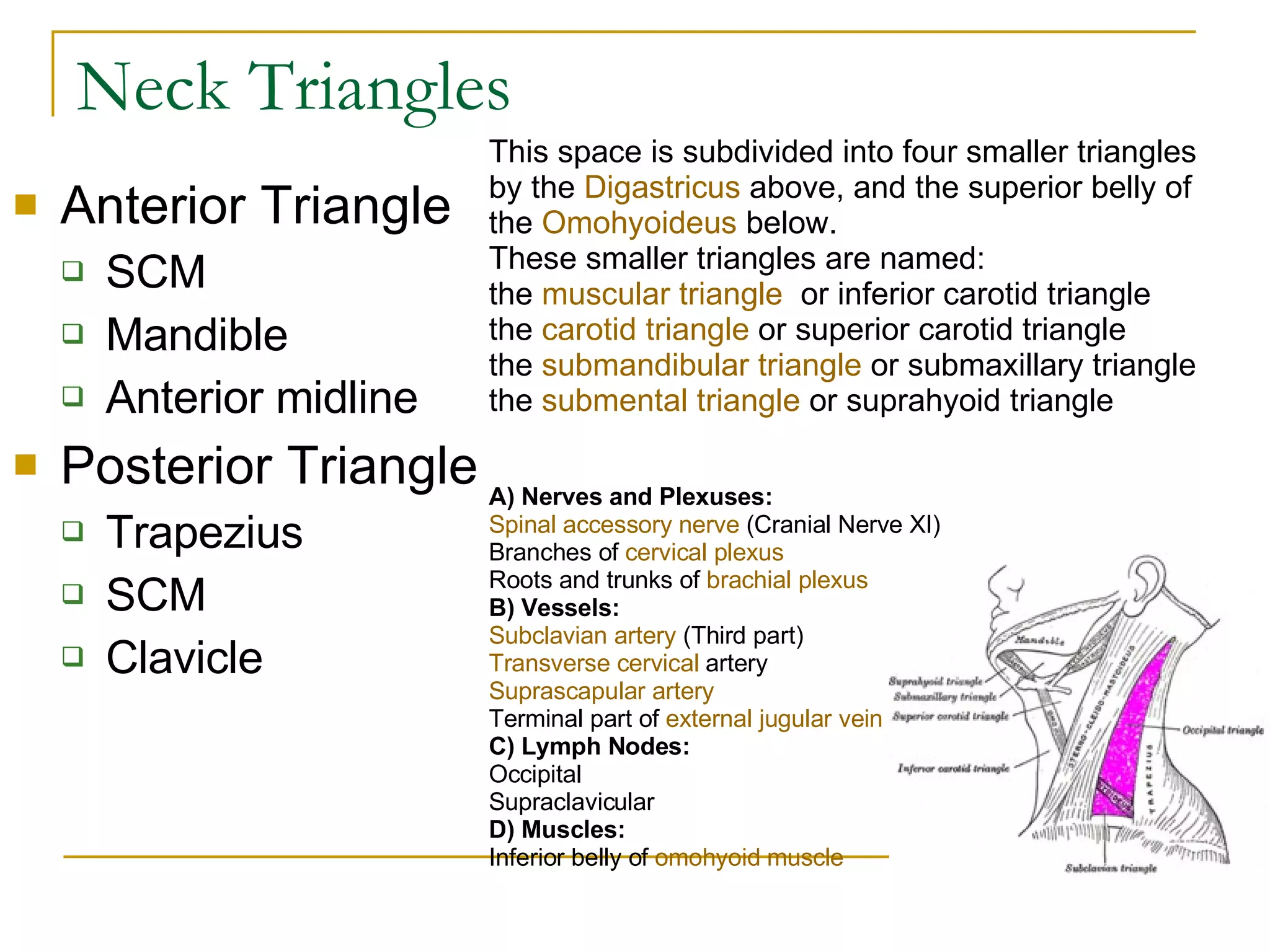 Anatomy Lect 3 Head & Neck | PPT