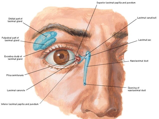 Anatomy Lect 3 Head & Neck