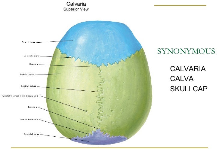 Anatomy Lect 3 Head & Neck