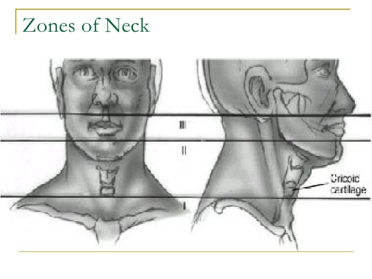 Anatomy Lect 3 Head & Neck