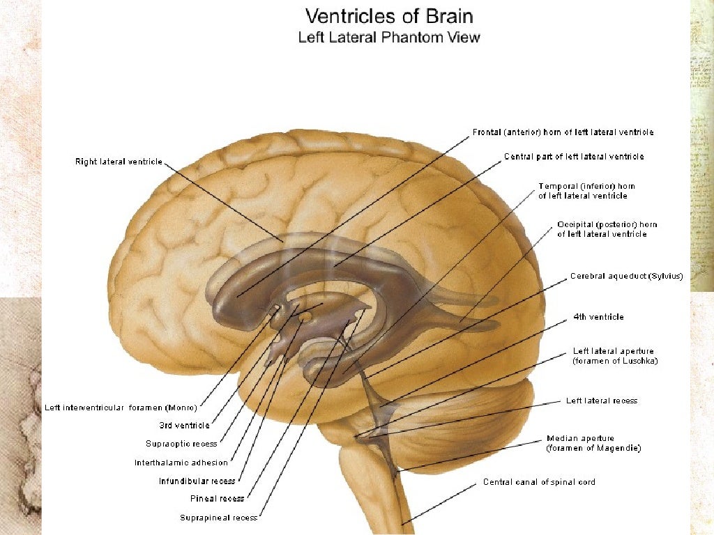 Anatomy Lect 4 Neuroanatomy
