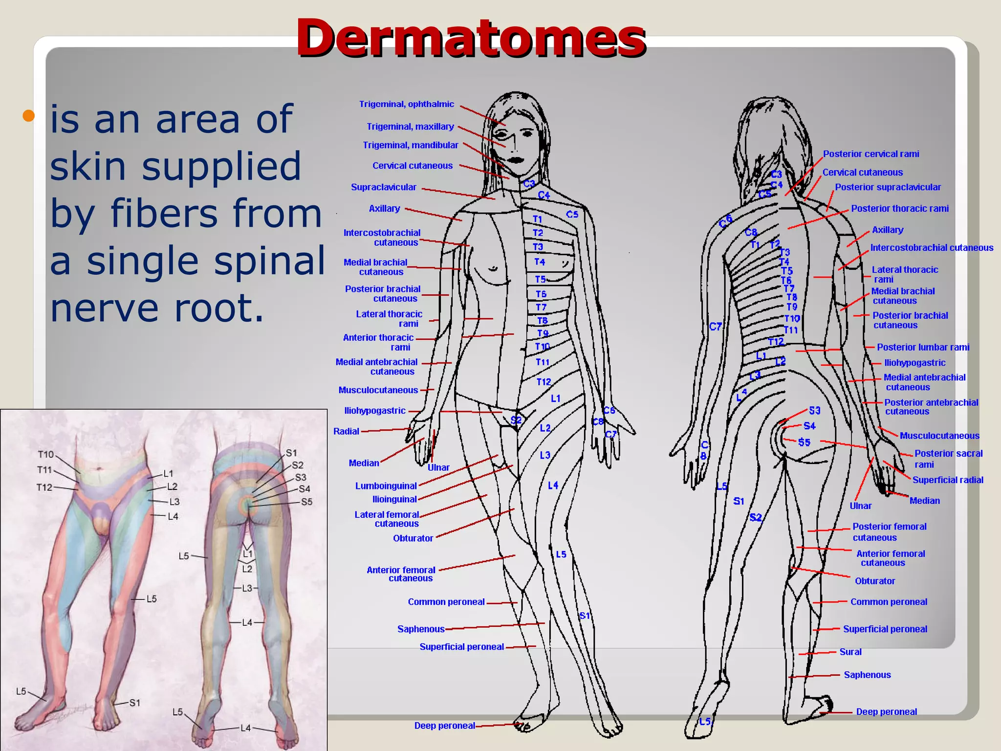 Anatomy Lect 5 Trunk & Spine | PPT