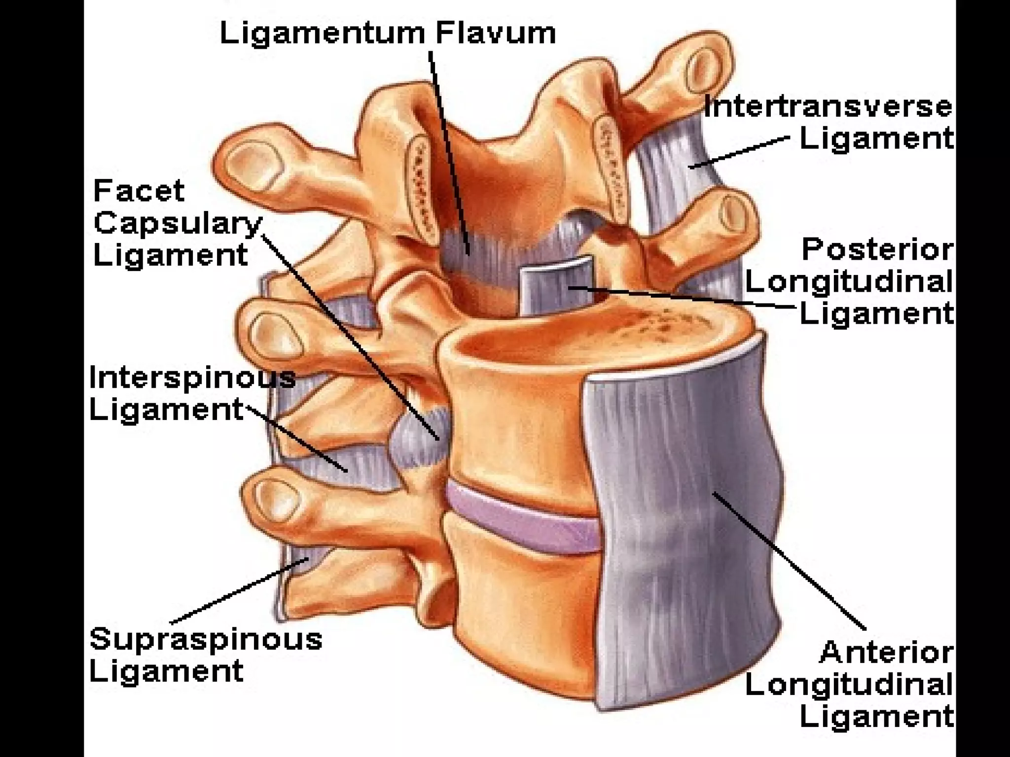 Anatomy Lect 5 Trunk & Spine | PPT