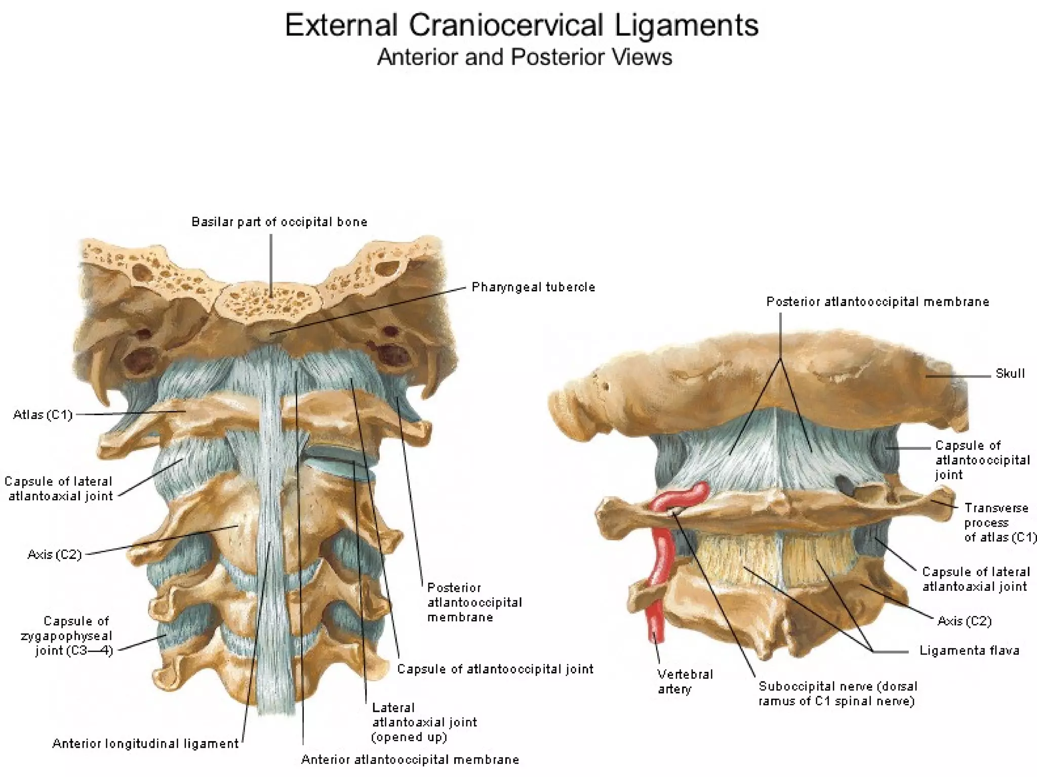 Anatomy Lect 5 Trunk & Spine | PPT