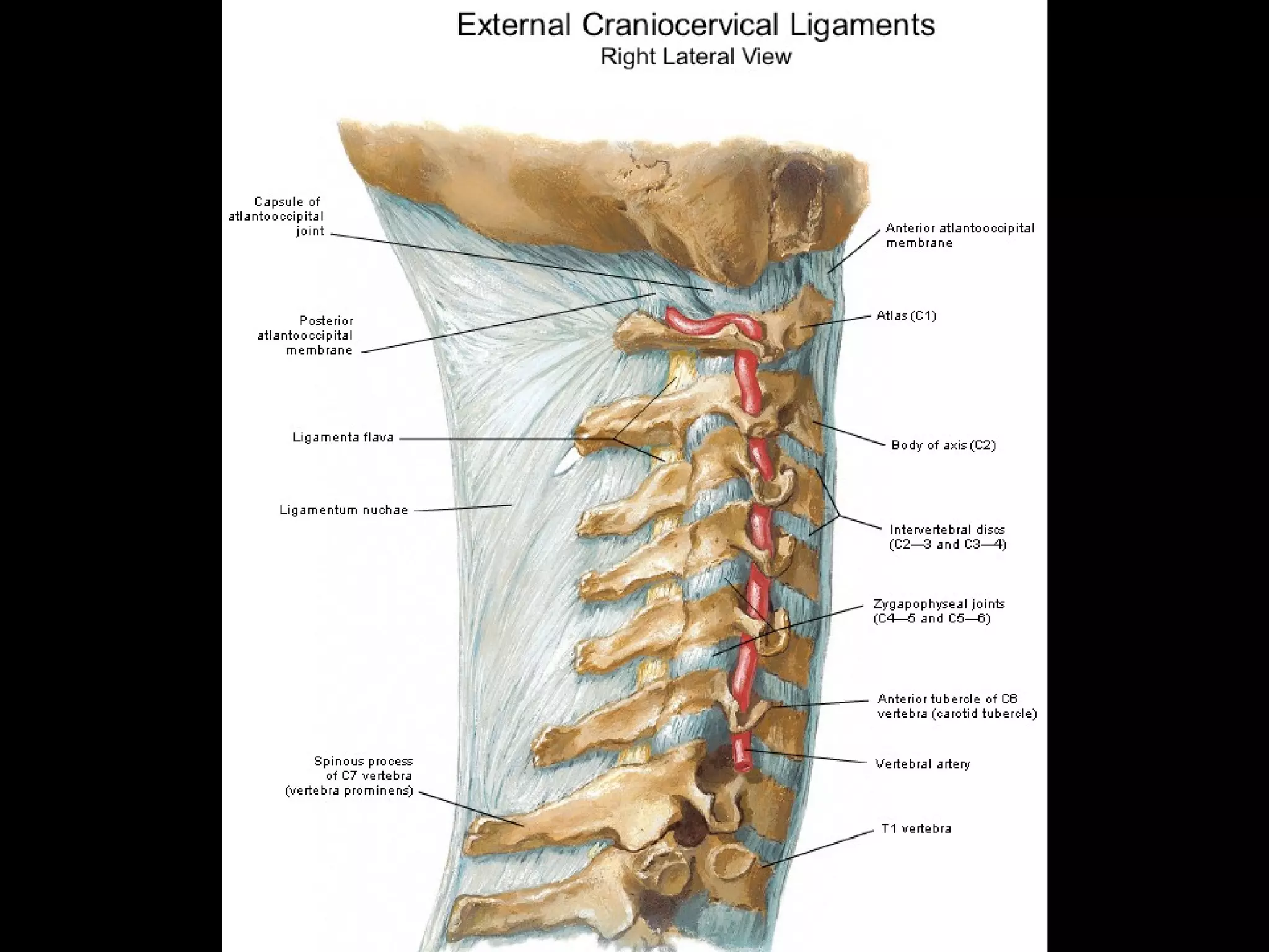 Anatomy Lect 5 Trunk & Spine | PPT