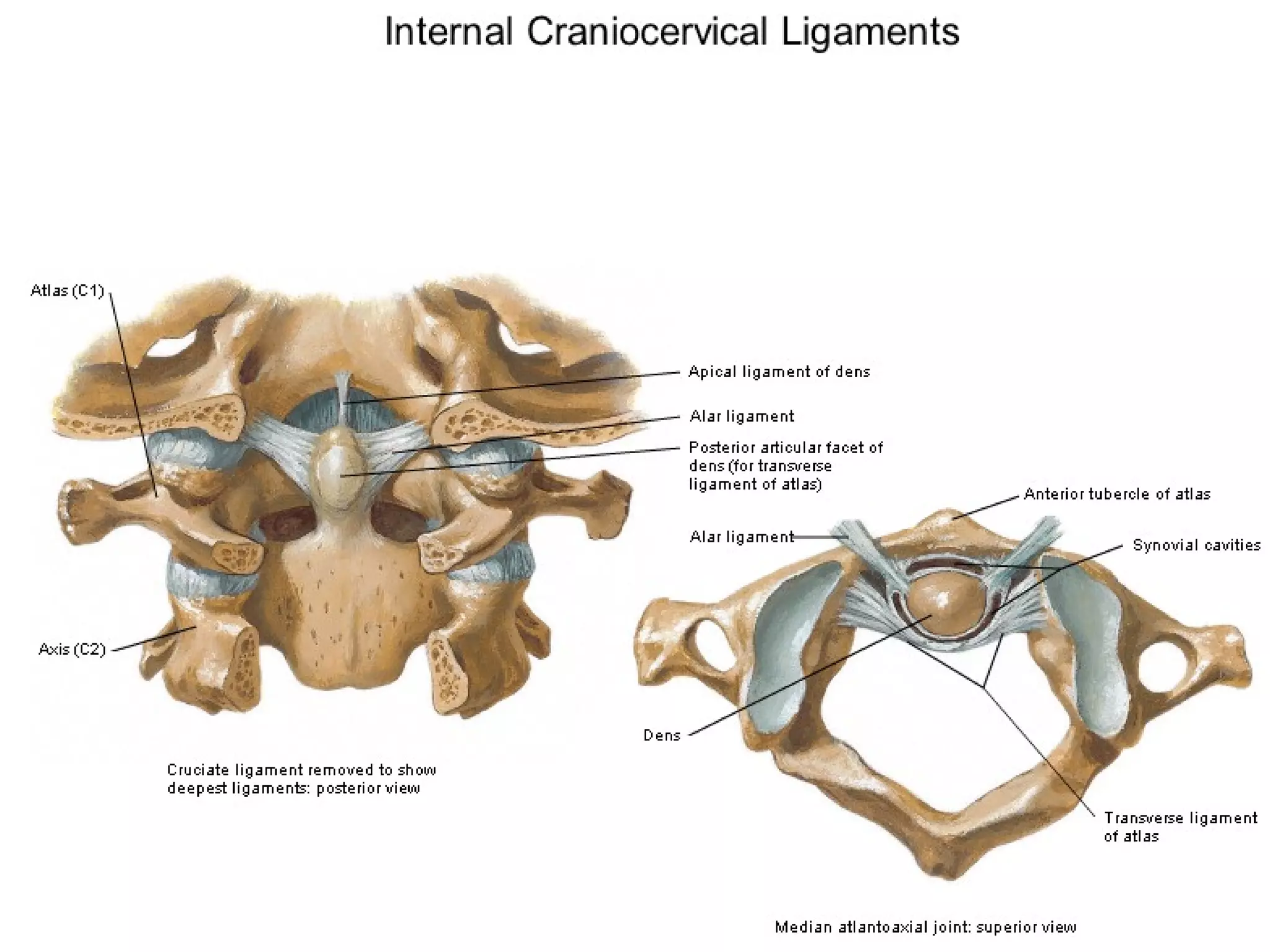 Anatomy Lect 5 Trunk & Spine | PPT