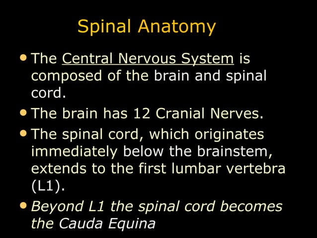 Anatomy Lect 5 Trunk & Spine | PPT
