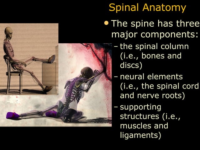 Anatomy Lect 5 Trunk & Spine | PPT