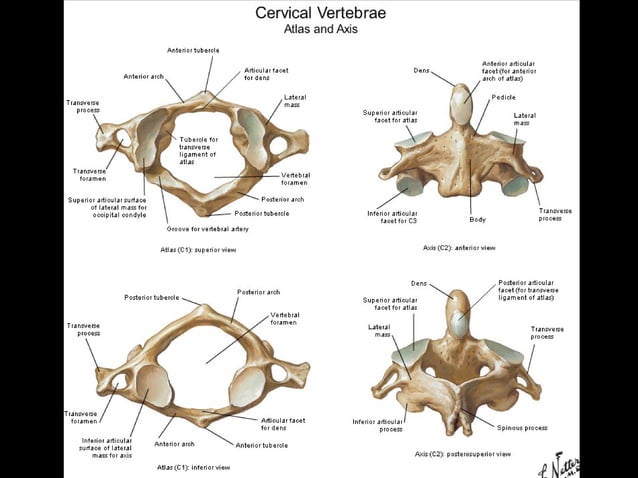 Anatomy Lect 5 Trunk & Spine | PPT