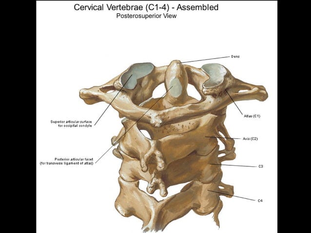 Anatomy Lect 5 Trunk & Spine | PPT