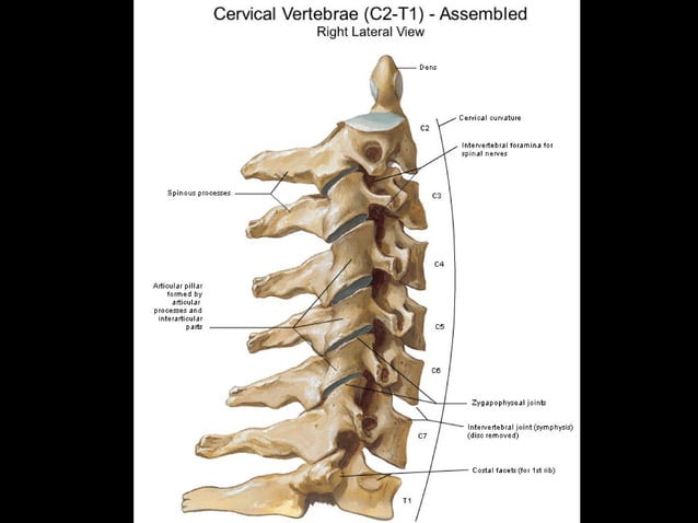 Anatomy Lect 5 Trunk & Spine | PPT