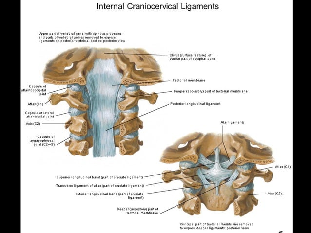 Anatomy Lect 5 Trunk & Spine | PPT