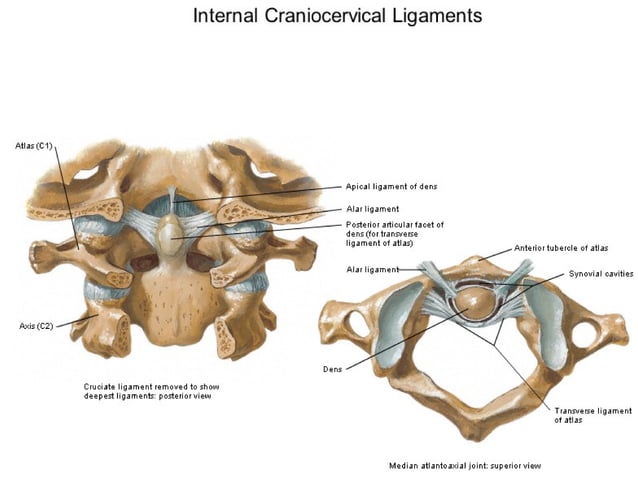 Anatomy Lect 5 Trunk & Spine | PPT