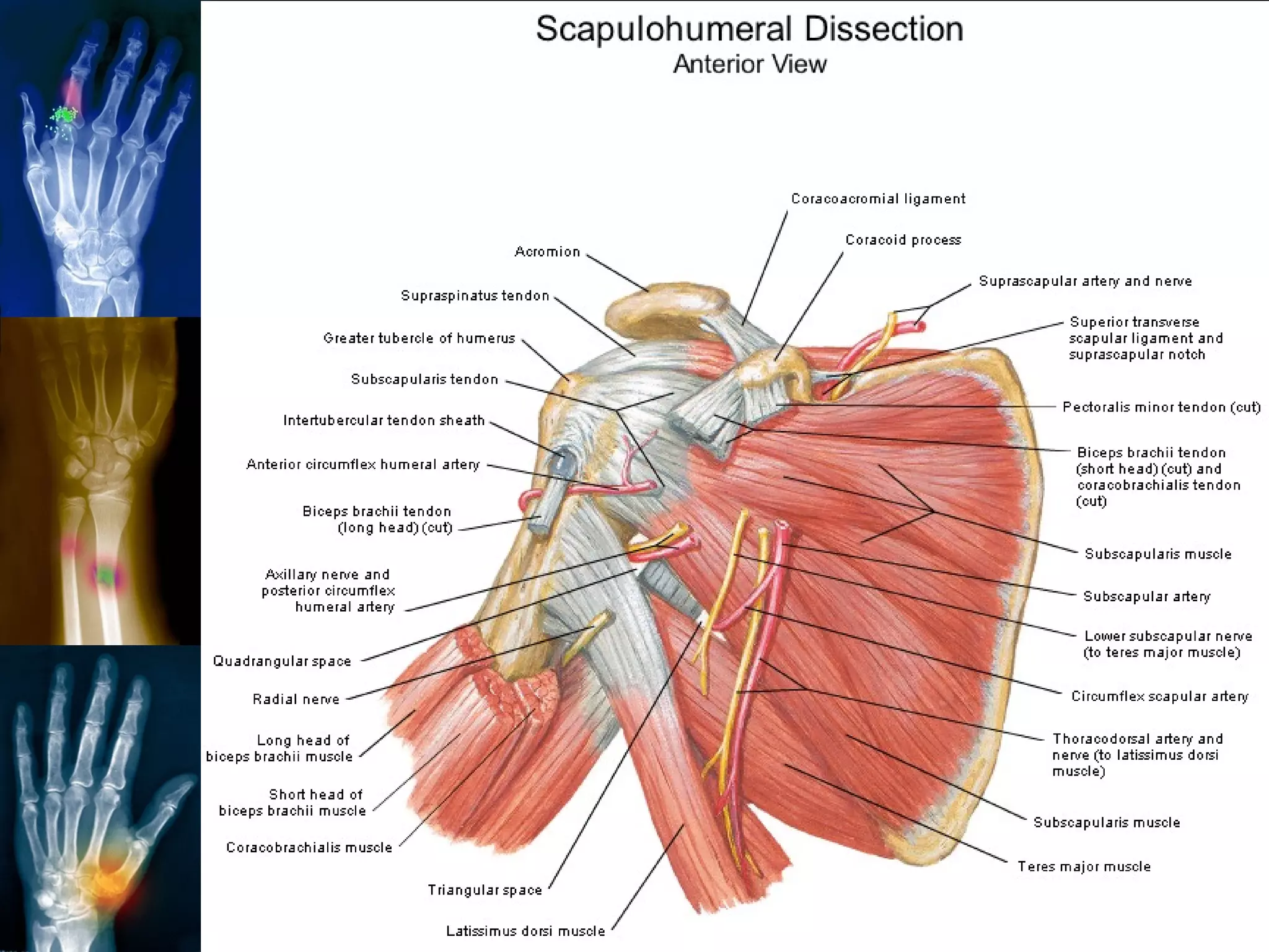 Anatomy Lect 7 Ue | PPT