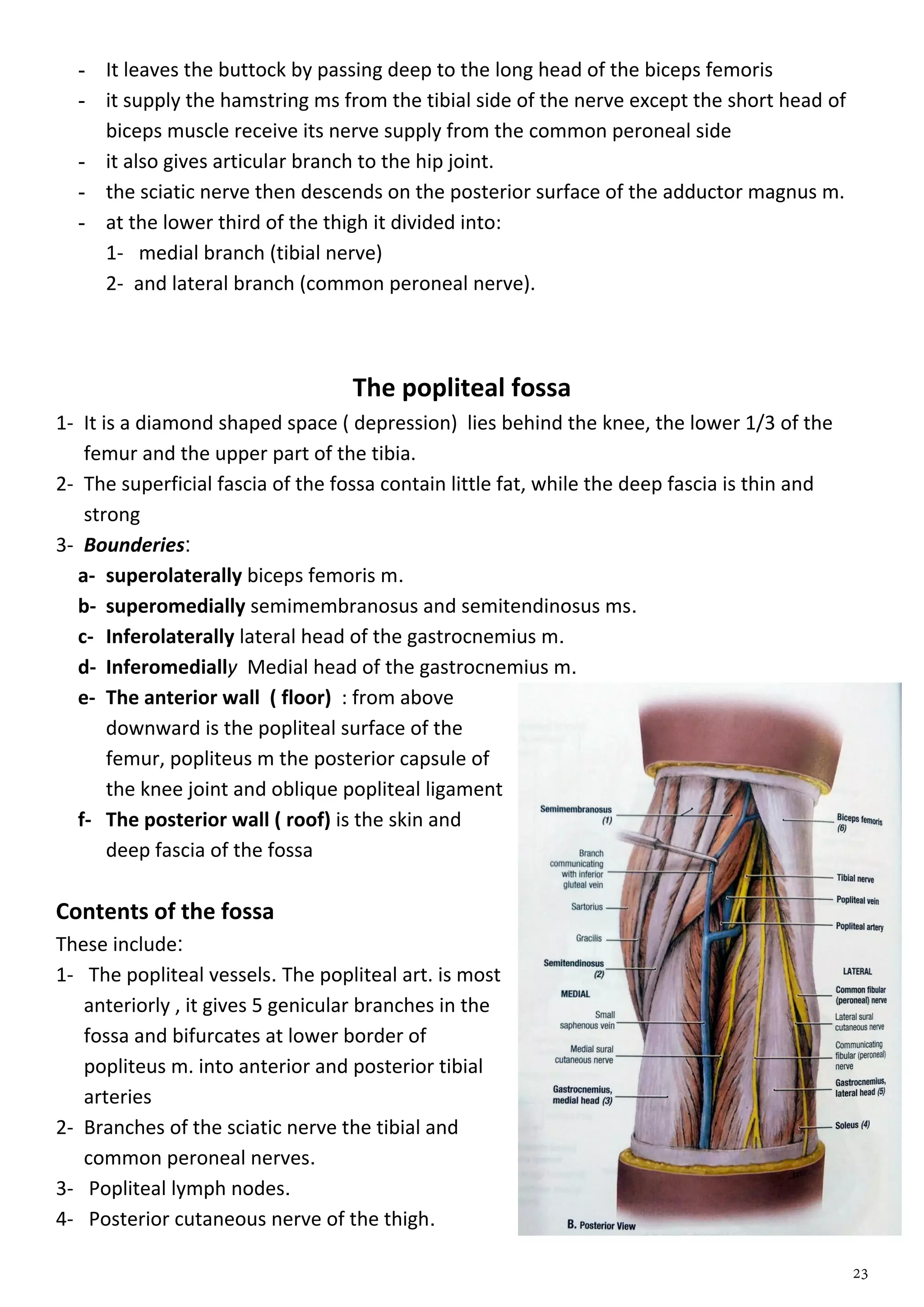Anatomy lower | PDF