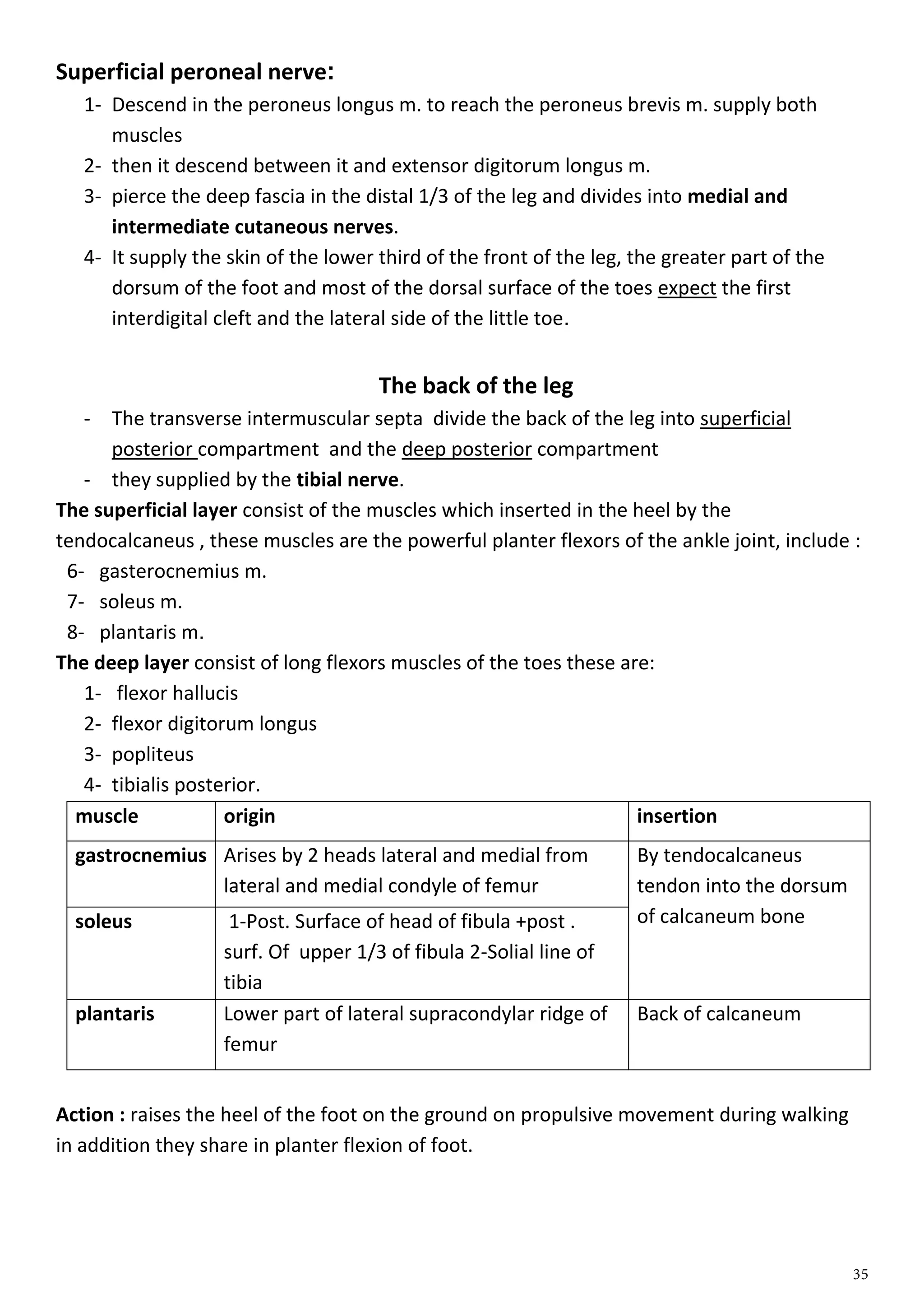 Anatomy lower | PDF