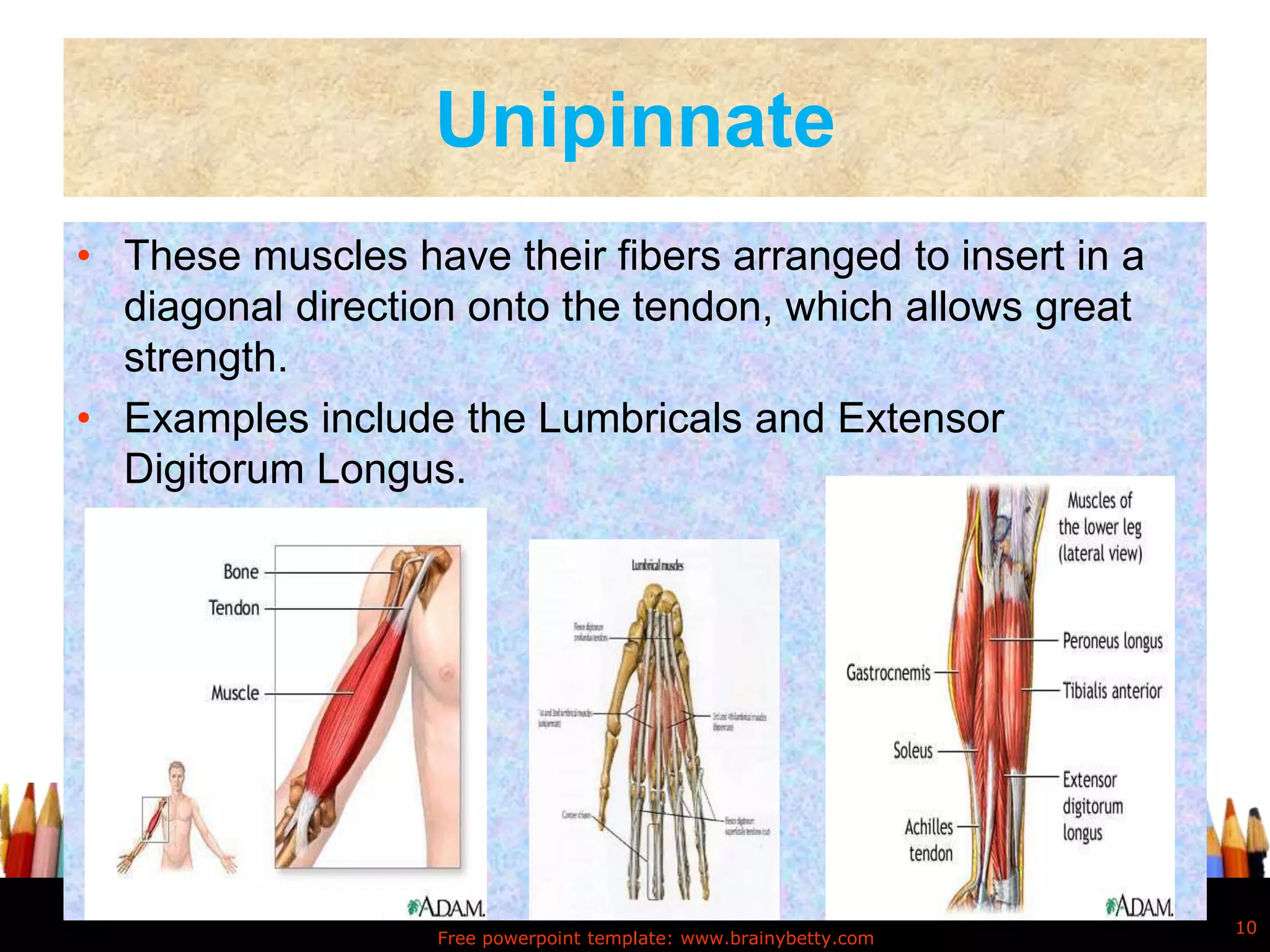 Anatomy muscular system | PPTX