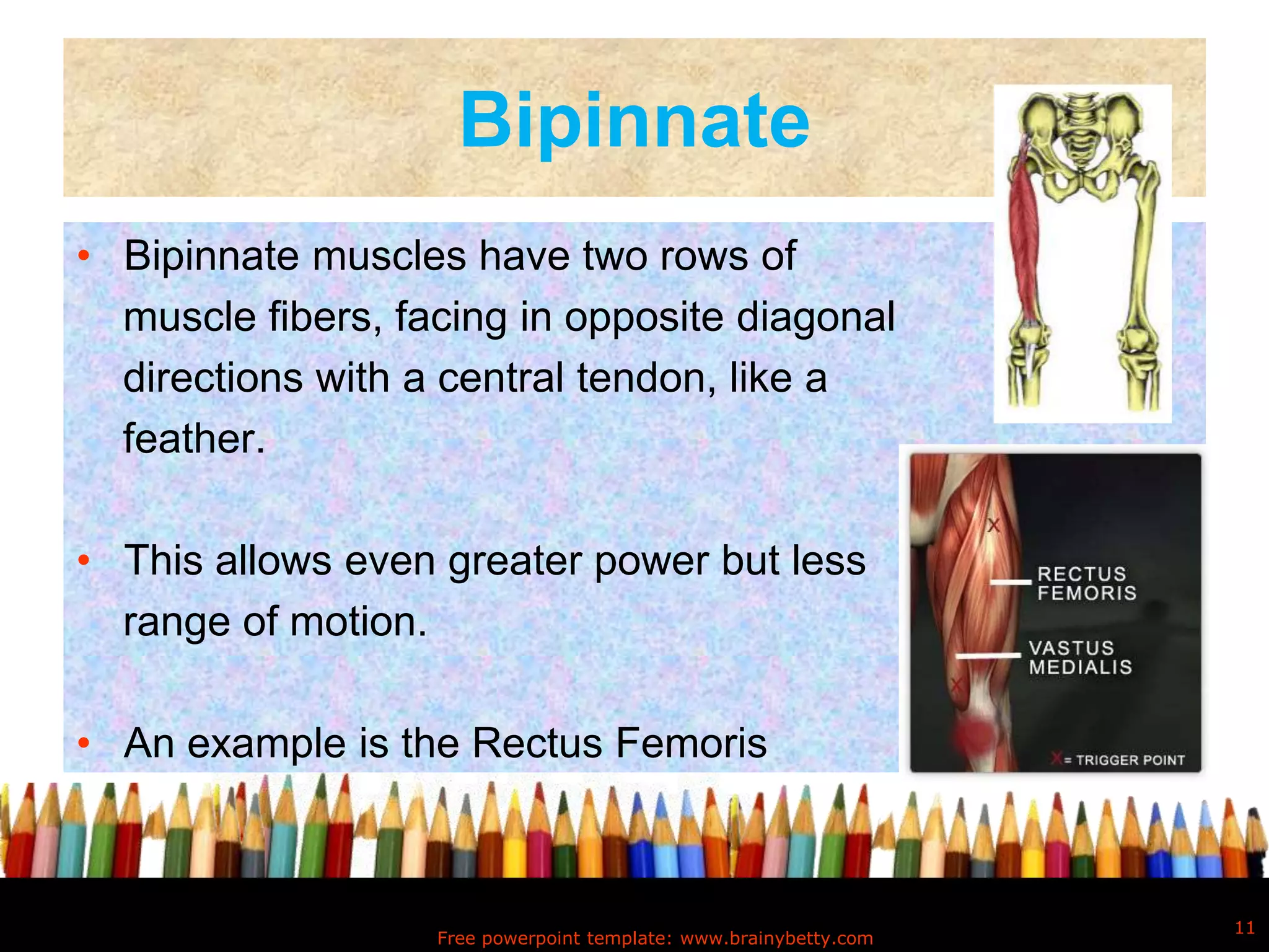 Anatomy muscular system | PPTX