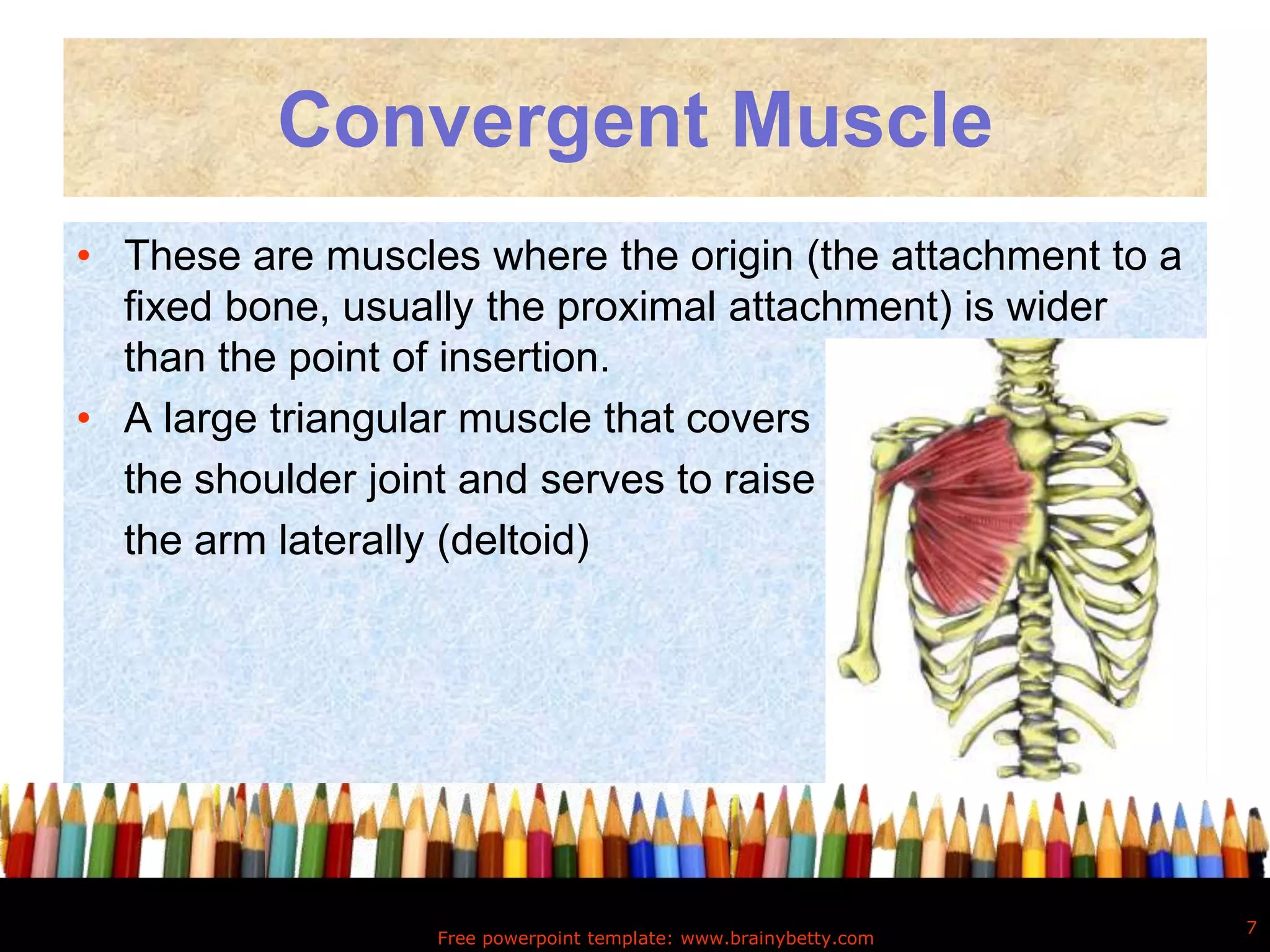 Anatomy muscular system | PPTX