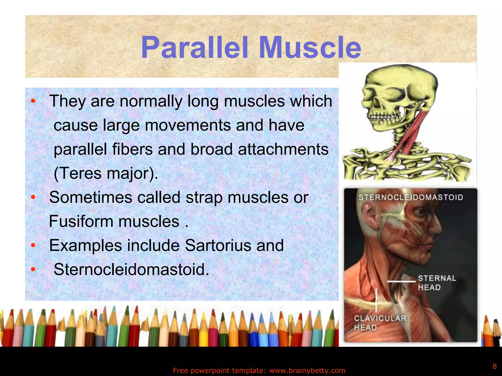 Anatomy muscular system | PPTX