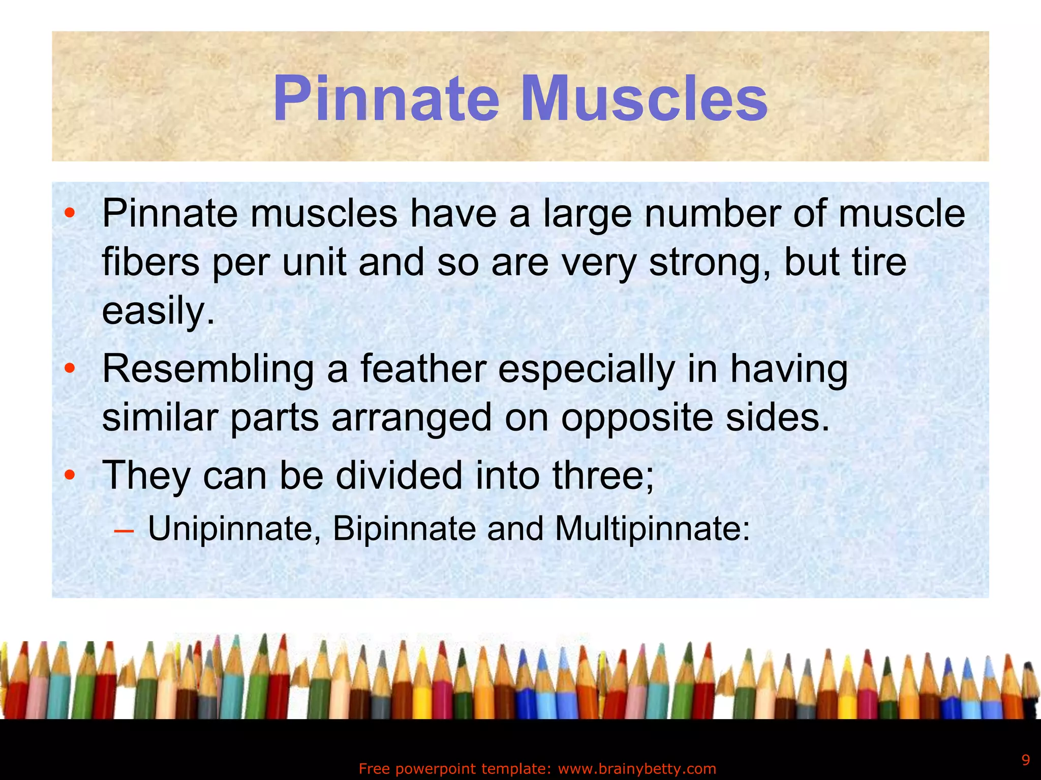 Anatomy muscular system | PPTX