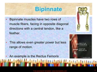 Anatomy muscular system | PPTX