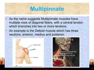 Anatomy muscular system | PPTX