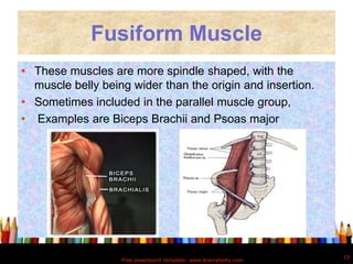 Anatomy muscular system | PPTX