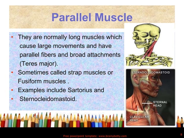 Anatomy muscular system | PPTX