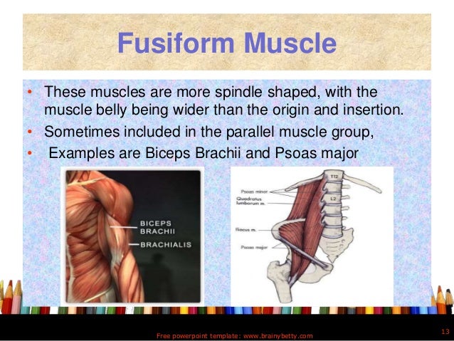 Muscular System Diseases