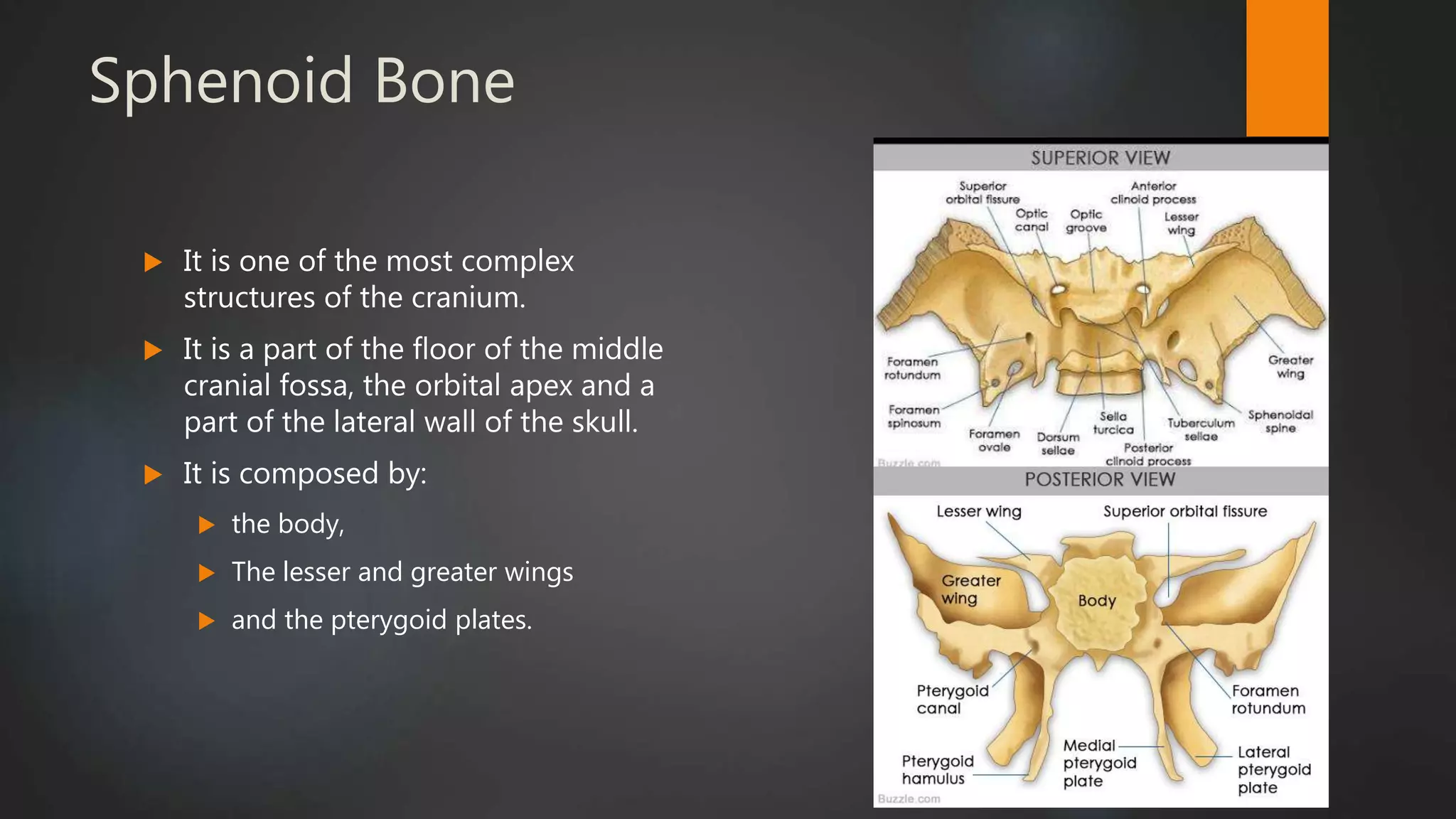 Nasal Cavity and Sphenoid Sinus Anatomy | PPTX