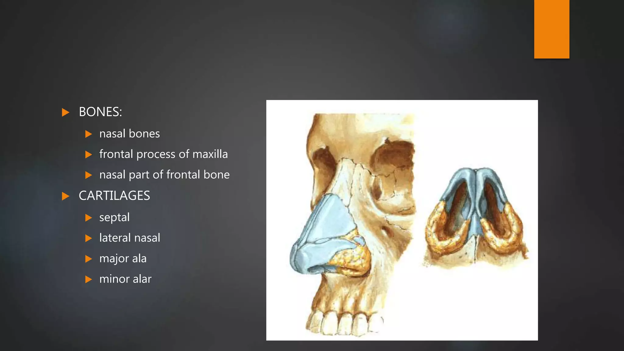 Nasal Cavity and Sphenoid Sinus Anatomy | PPTX