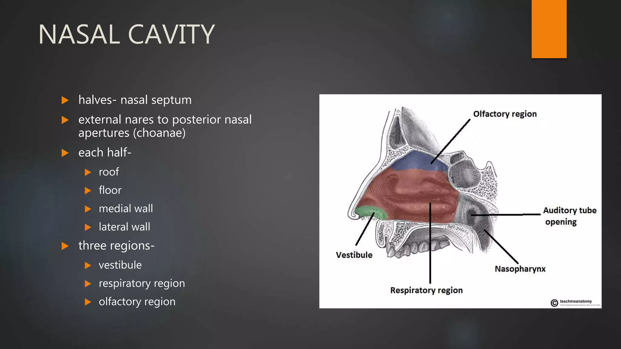 Nasal Cavity and Sphenoid Sinus Anatomy | PPTX
