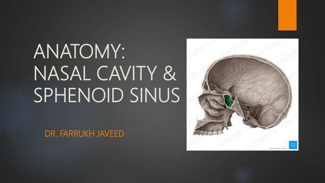 Nasal Cavity and Sphenoid Sinus Anatomy | PPTX