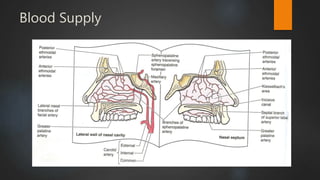 Nasal Cavity and Sphenoid Sinus Anatomy | PPTX