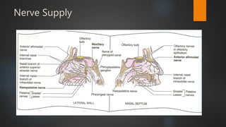 Nasal Cavity and Sphenoid Sinus Anatomy | PPTX