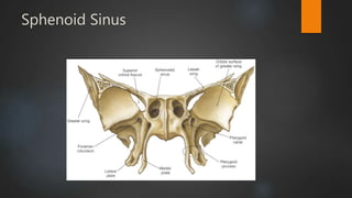 Nasal Cavity and Sphenoid Sinus Anatomy | PPTX