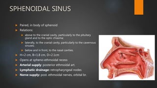 Nasal Cavity and Sphenoid Sinus Anatomy | PPTX
