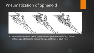 Nasal Cavity and Sphenoid Sinus Anatomy | PPTX