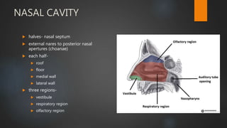 Nasal Cavity and Sphenoid Sinus Anatomy | PPTX