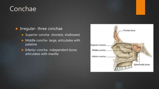 Nasal Cavity and Sphenoid Sinus Anatomy | PPTX