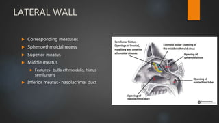 Nasal Cavity and Sphenoid Sinus Anatomy | PPTX