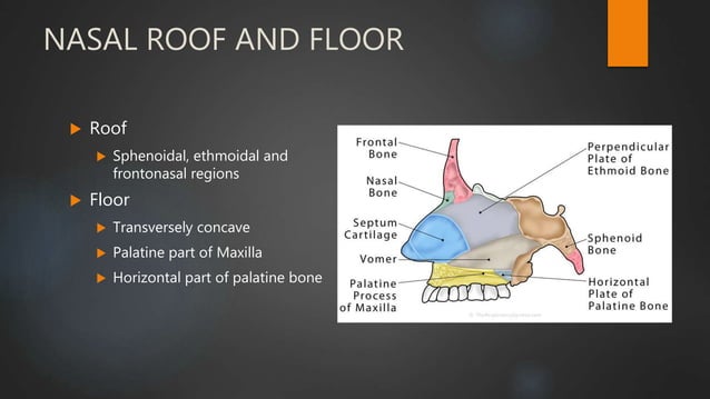 Nasal Cavity and Sphenoid Sinus Anatomy | PPTX